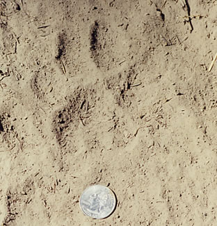 Mountain Lion